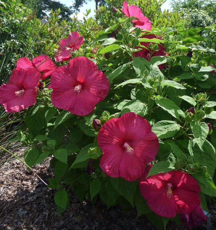 Hibiscus 'Luna Red' Red Rose Mallow – Beyond The Arbour