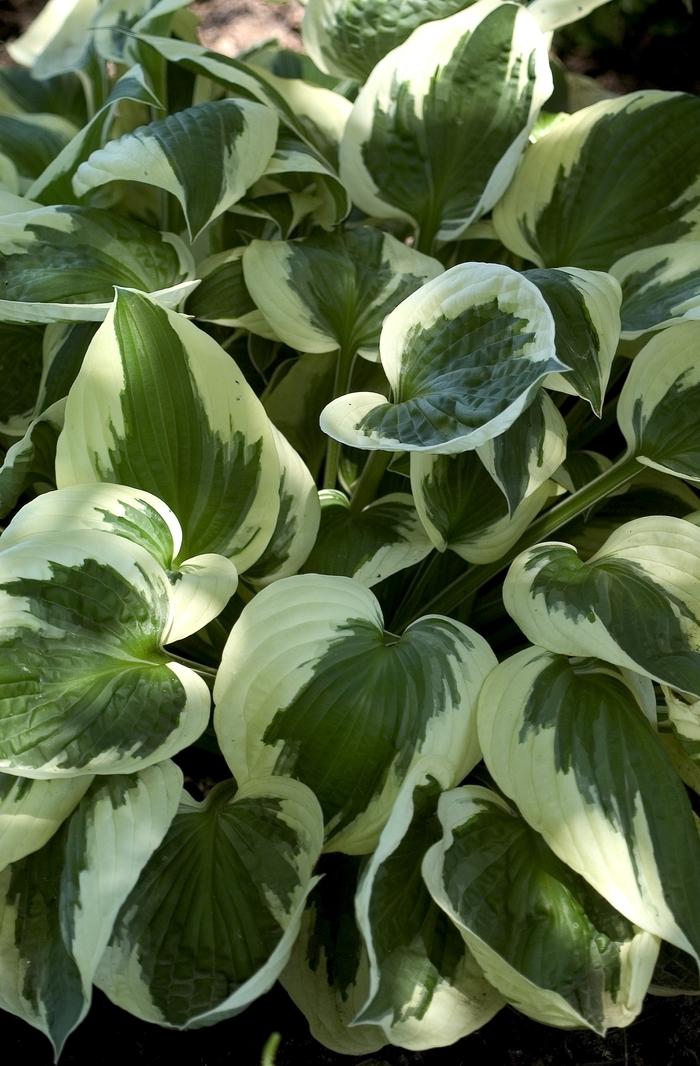Hosta 'Patriot' Plantain Lily – Beyond The Arbour